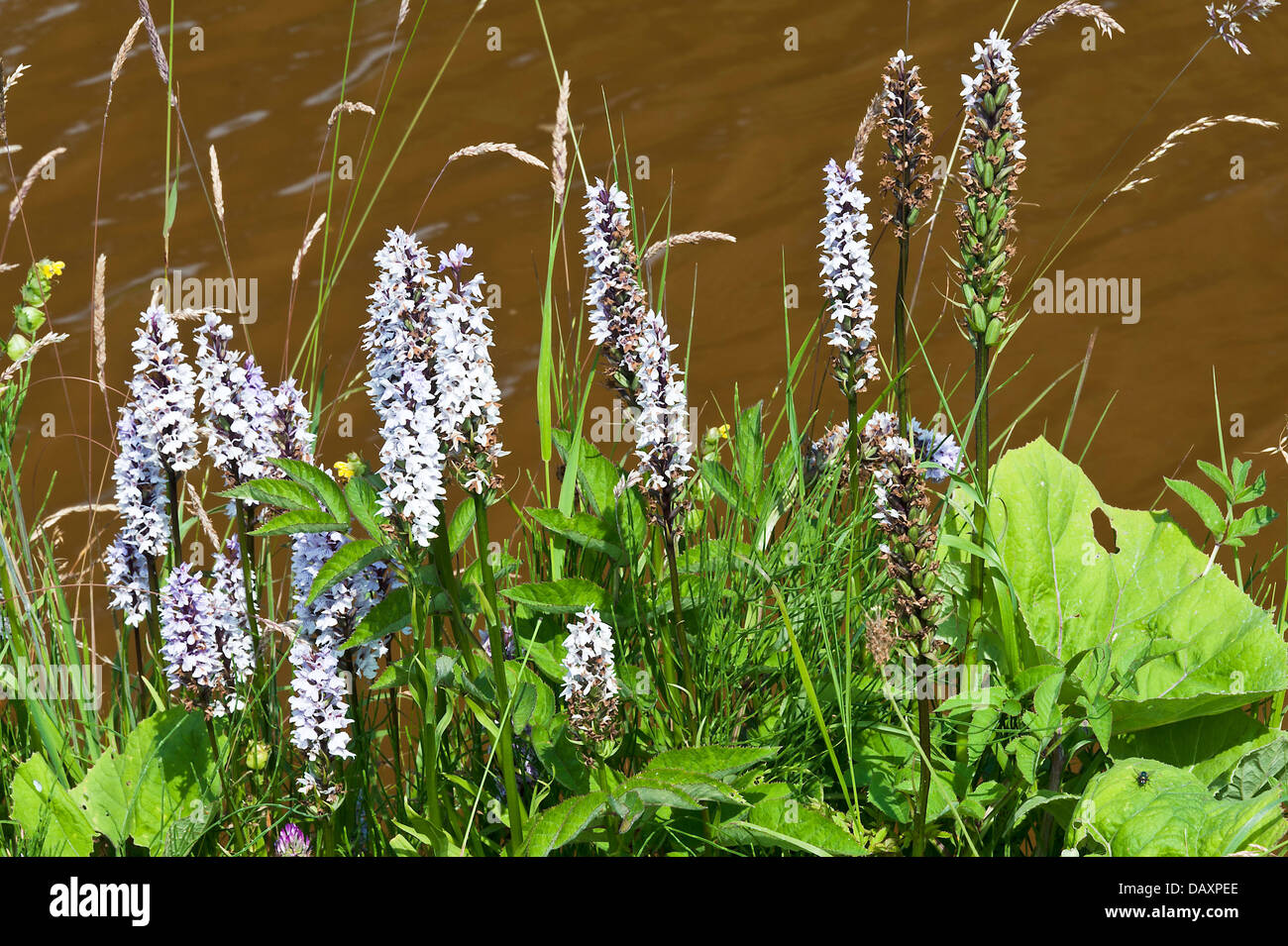 Common Spotted-Orchid Flowers on Towpath of Trent and Mersey Canal near ...