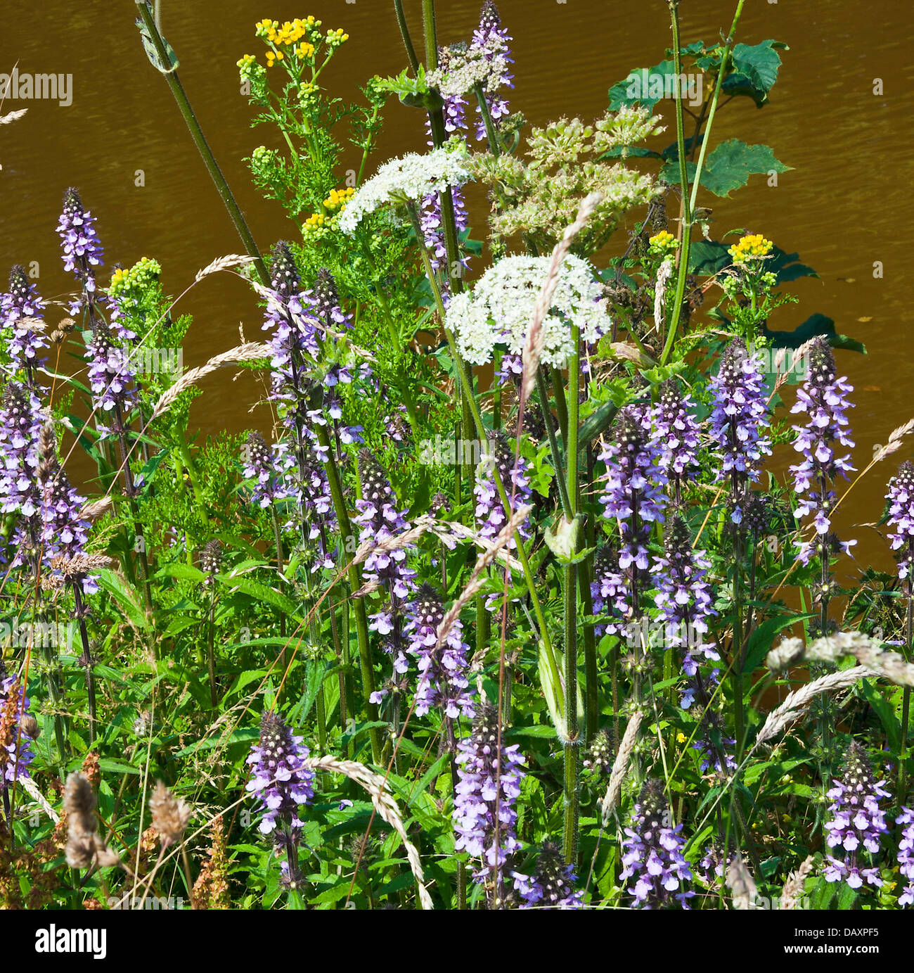 Hogweed Marsh Woundwort and Common Ragwort Flowers in Bloom on the ...