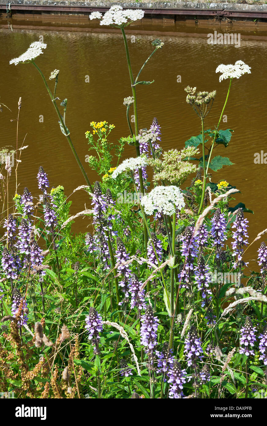 Hogweed Marsh Woundwort and Common Ragwort Flowers in Bloom on the ...
