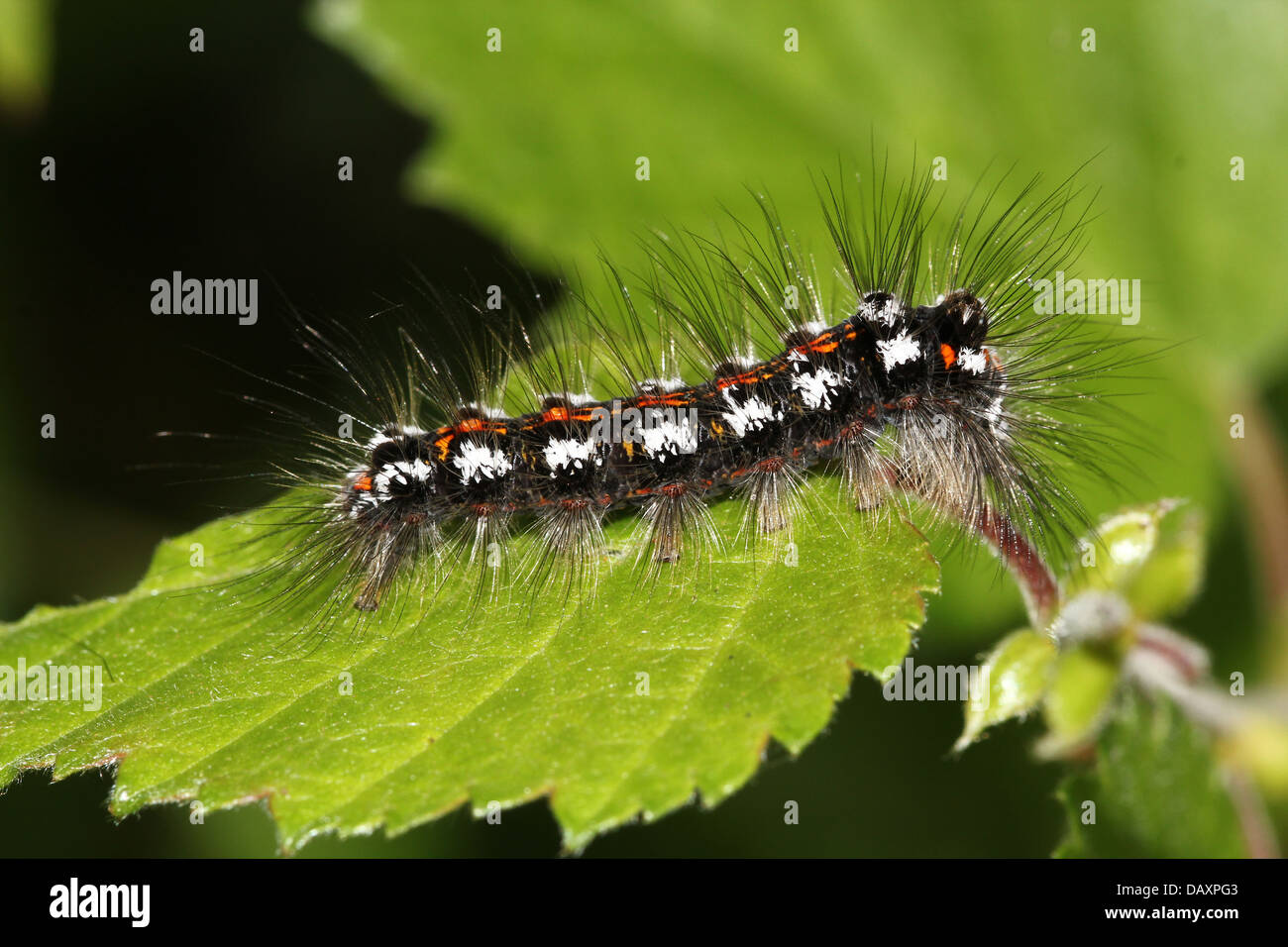 Close-up of a the caterpillar of the Male Yellow-tail Moth (Euproctis ...
