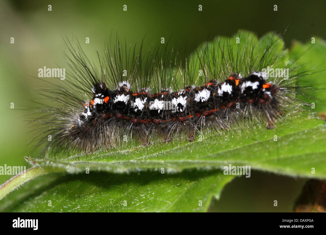 Goldtail moth or swan moth euproctis similis caterpillar hi-res stock ...