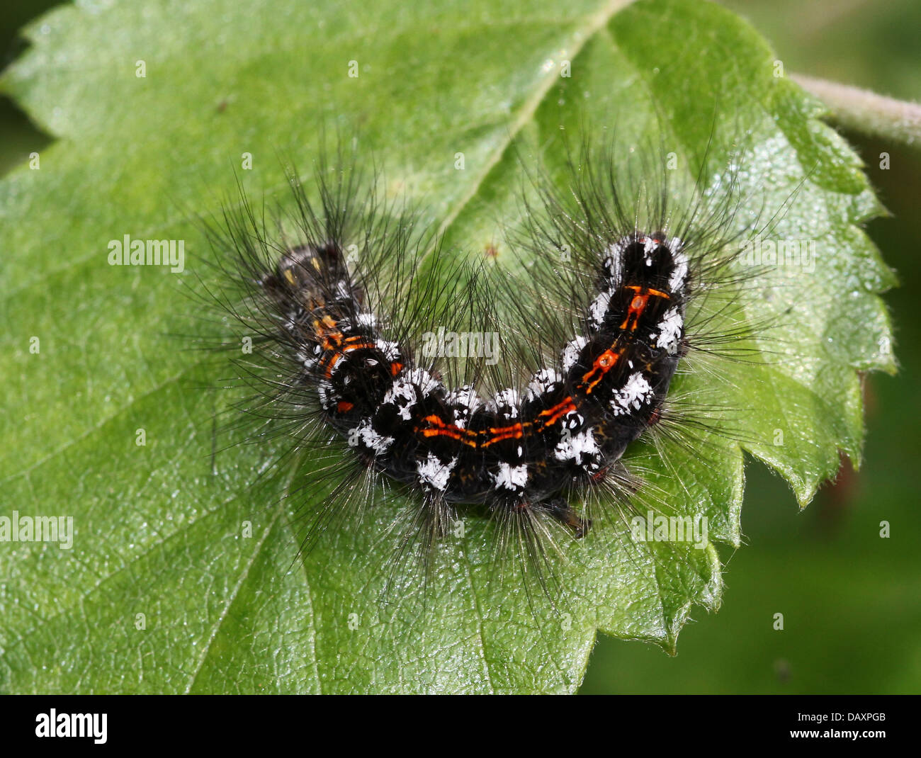 Gold tail moth hi-res stock photography and images - Alamy