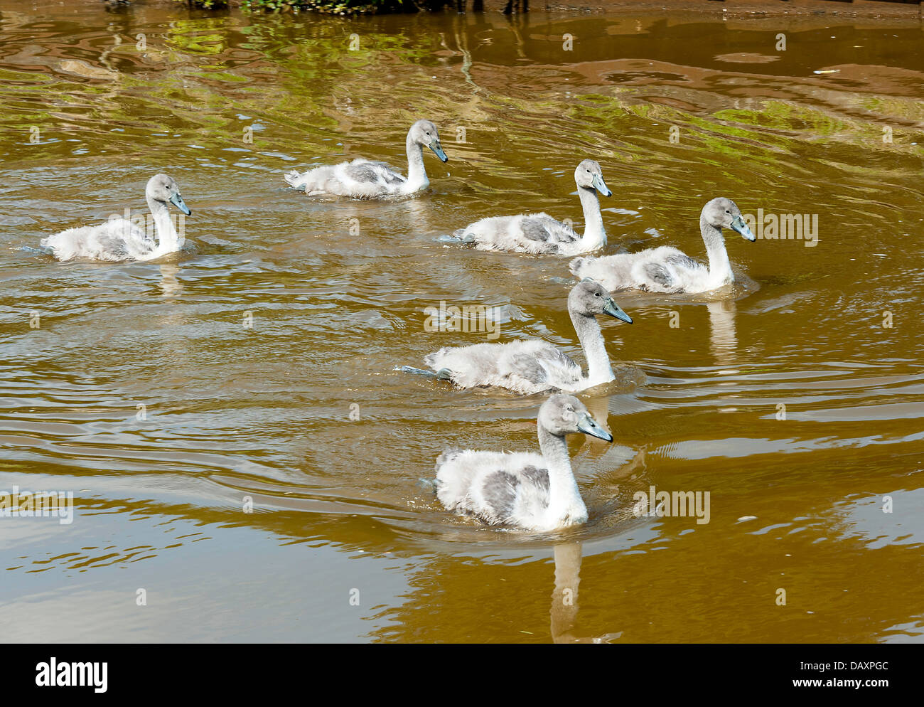 Cygnet birds wildlife hi-res stock photography and images - Alamy