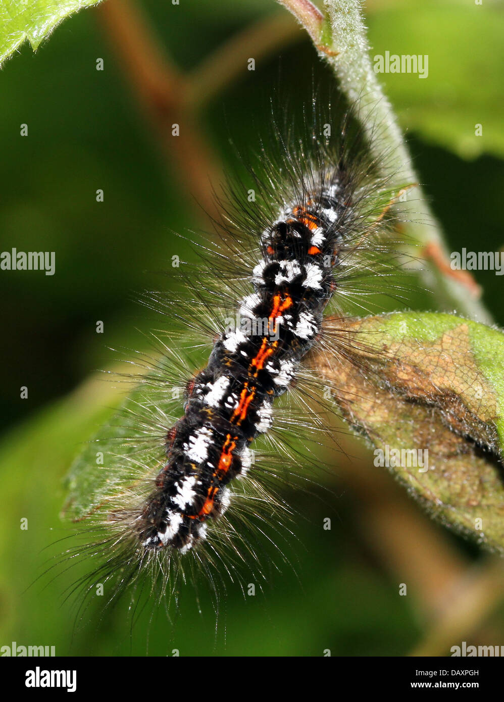 Close-up of a the caterpillar of the Male Yellow-tail Moth (Euproctis ...