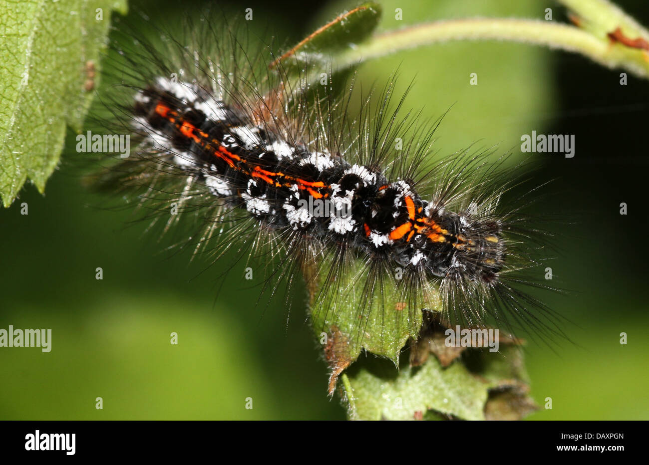 Close-up of a the caterpillar of the Male Yellow-tail Moth (Euproctis ...