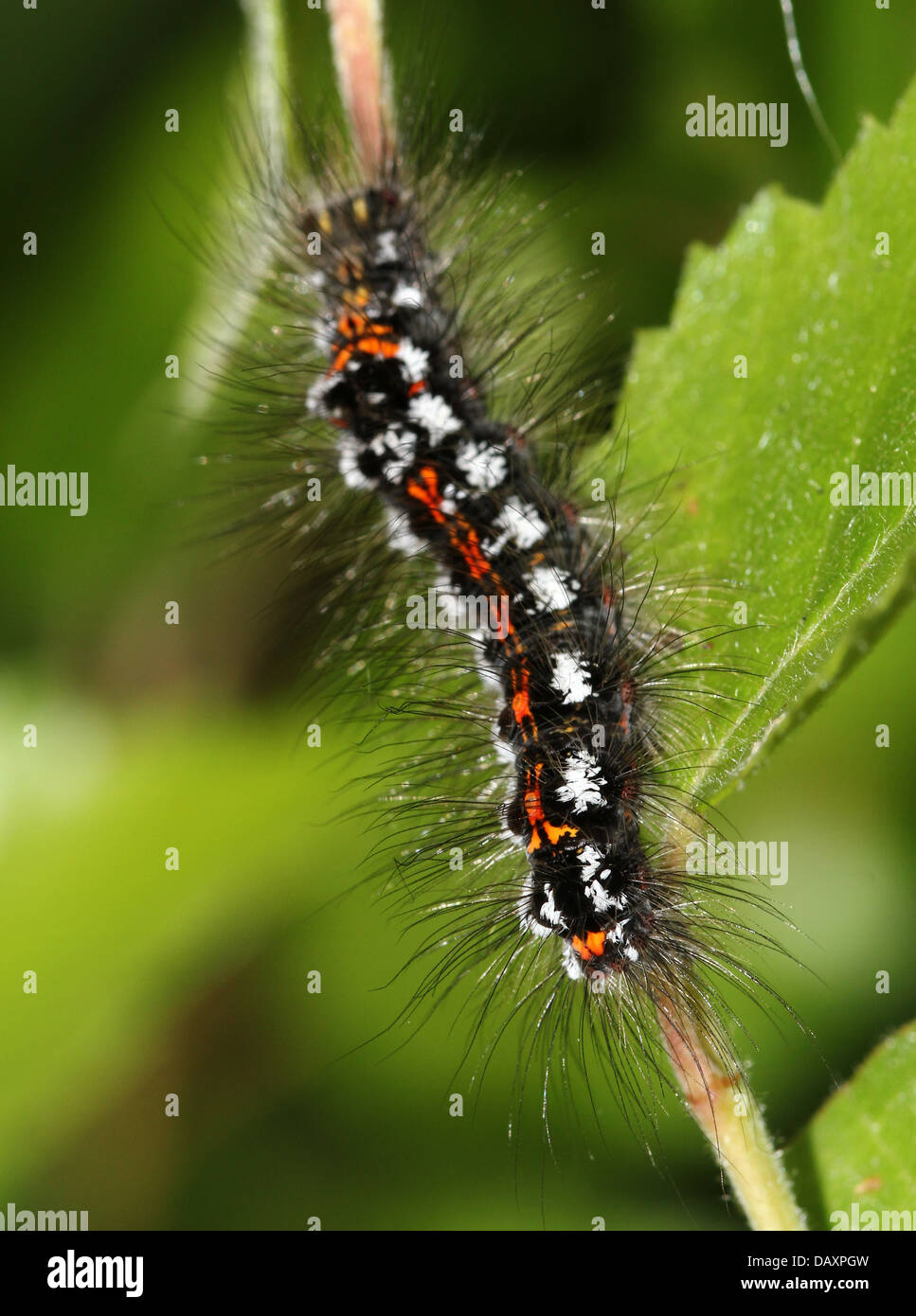 Close-up of a the caterpillar of the Male Yellow-tail Moth (Euproctis ...