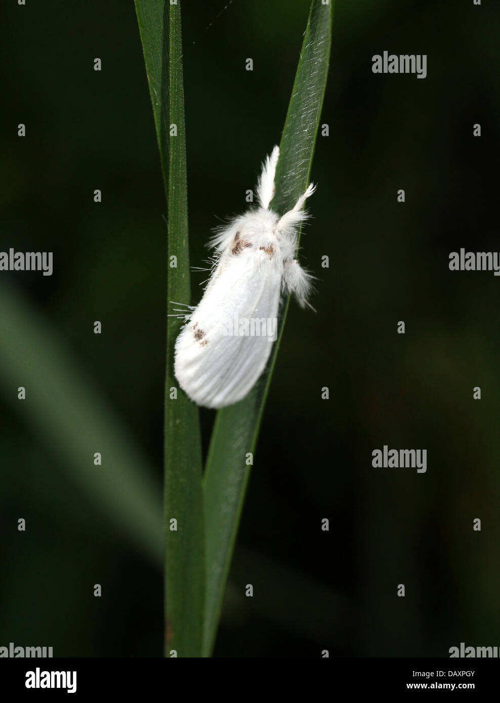 Male Yellow-tail Moth (Euproctis similis, a.k.a. Goldtail Moth or Swan ...