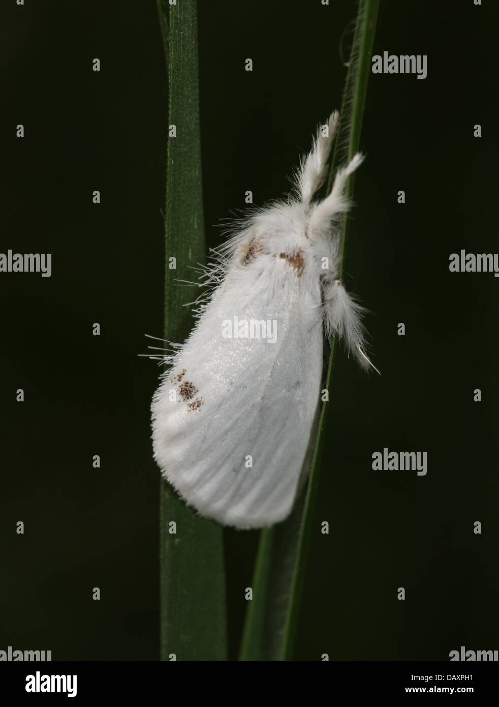 Male Yellow-tail Moth (Euproctis similis, a.k.a. Goldtail Moth or Swan ...