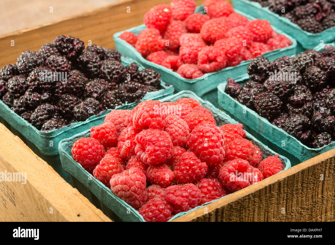 A wooden box with baskets of red raspberries and black raspberries ...