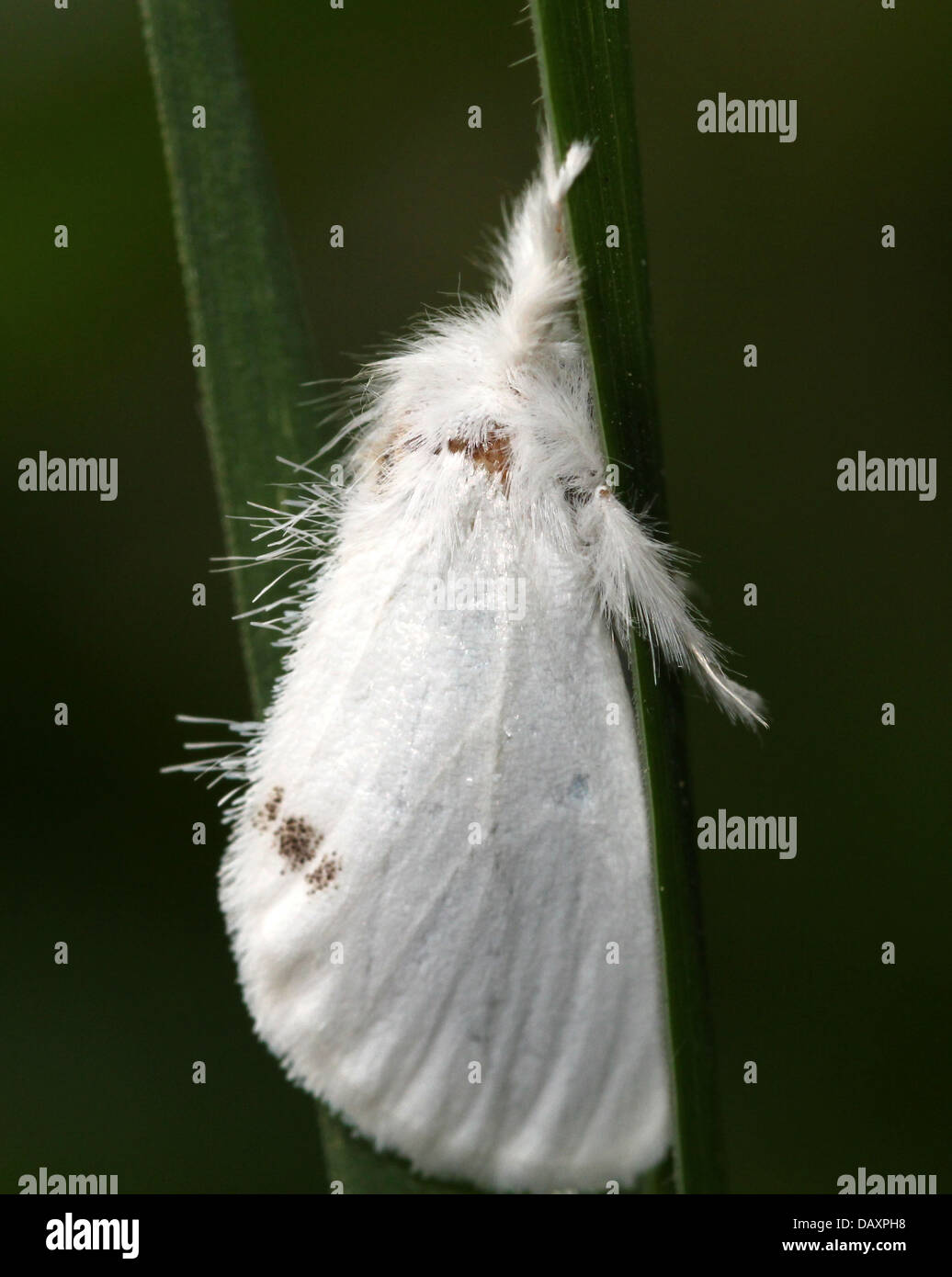 Male Yellow-tail Moth (Euproctis similis, a.k.a. Goldtail Moth or Swan ...