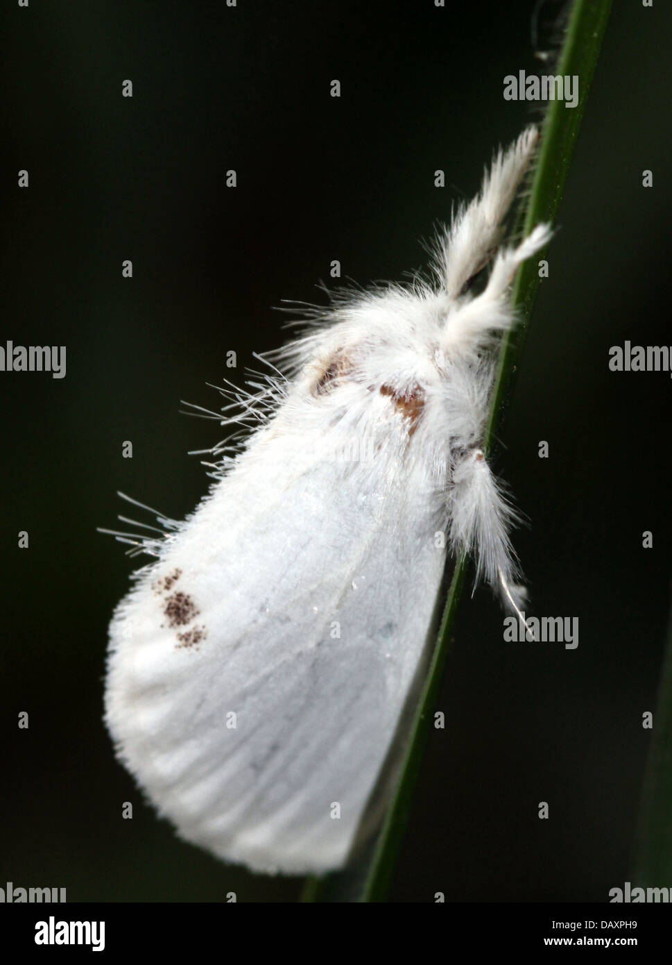 Male Yellow-tail Moth (Euproctis similis, a.k.a. Goldtail Moth or Swan ...