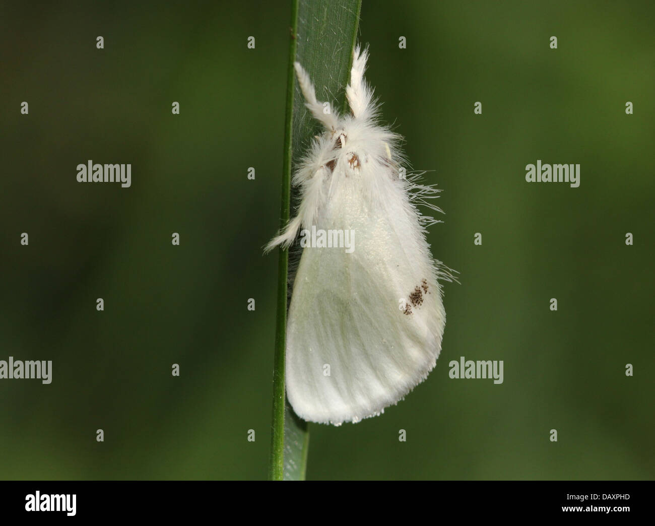 Male Yellow-tail Moth (Euproctis similis, a.k.a. Goldtail Moth or Swan ...
