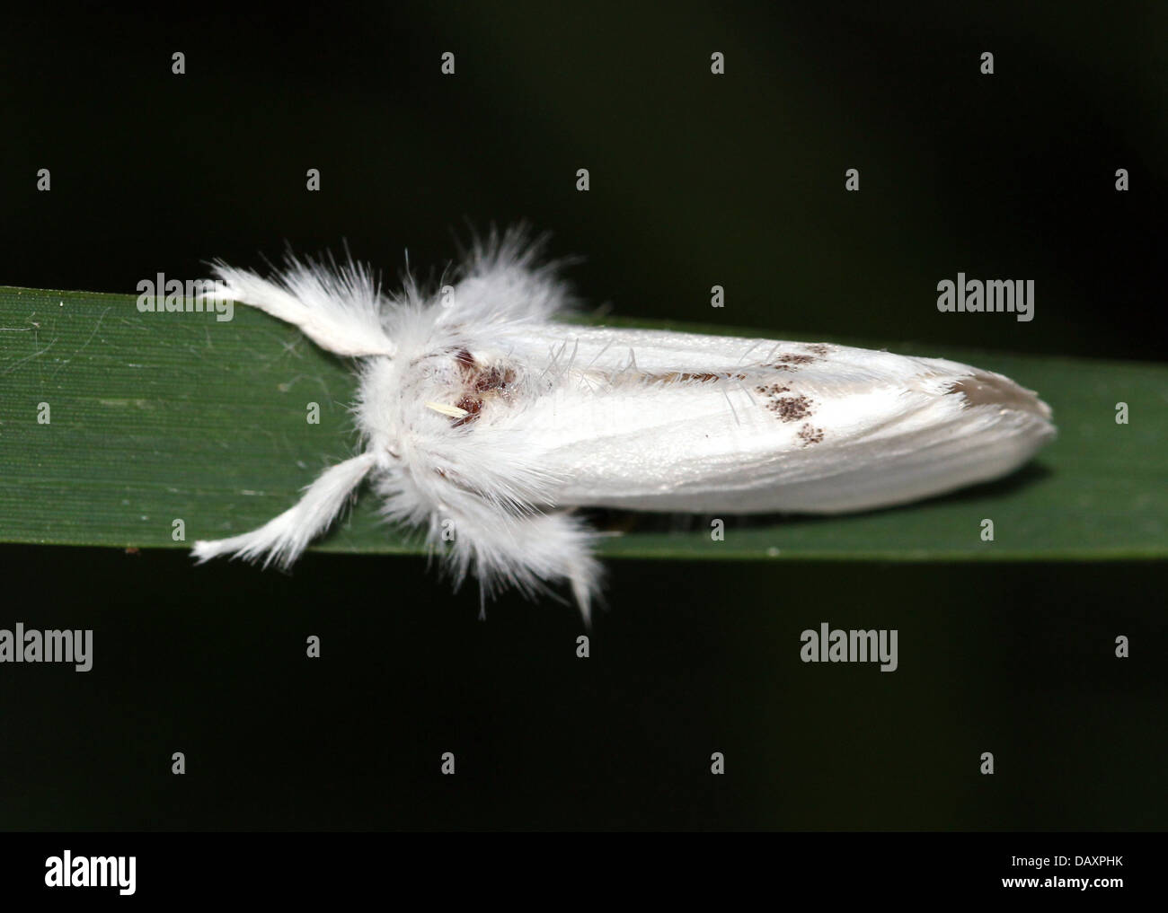 Male Yellow-tail Moth (Euproctis similis, a.k.a. Goldtail Moth or Swan ...