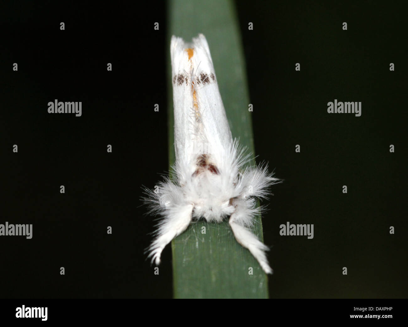 Male Yellow-tail Moth (Euproctis similis, a.k.a. Goldtail Moth or Swan ...