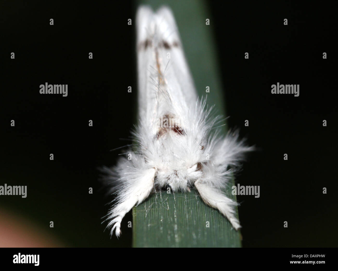 Male Yellow-tail Moth (Euproctis similis, a.k.a. Goldtail Moth or Swan ...