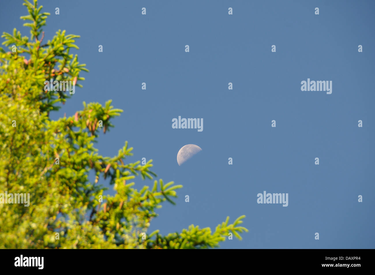 The moon during daytime Stock Photo - Alamy