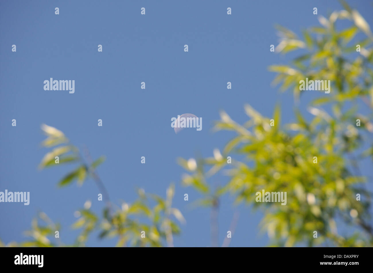 Moon during daytime hi-res stock photography and images - Alamy