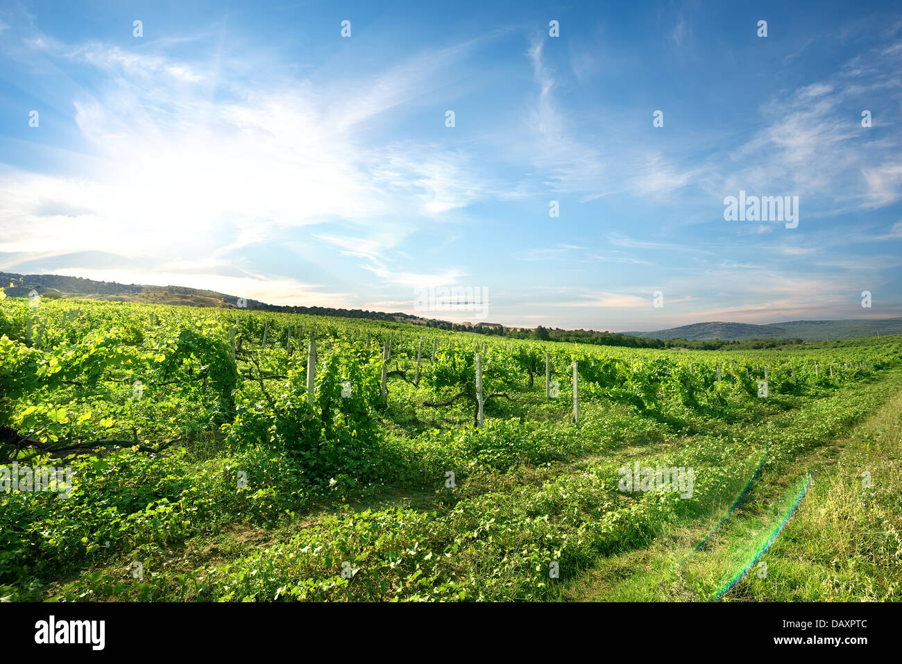 Green vineyard in mountains at the sunset Stock Photo - Alamy
