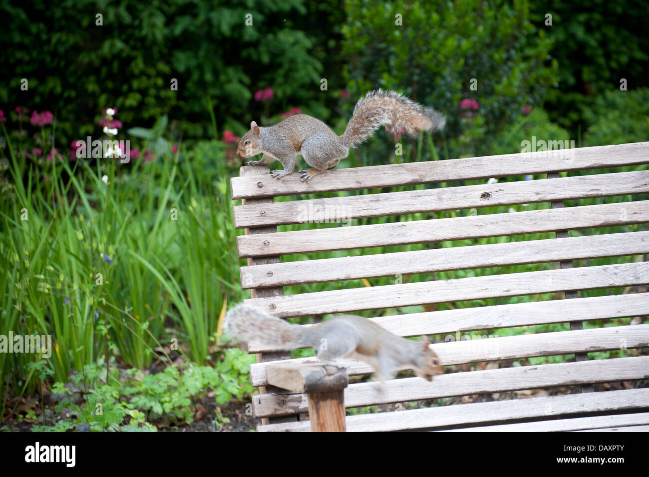 Two grey squirrels running hi-res stock photography and images - Alamy