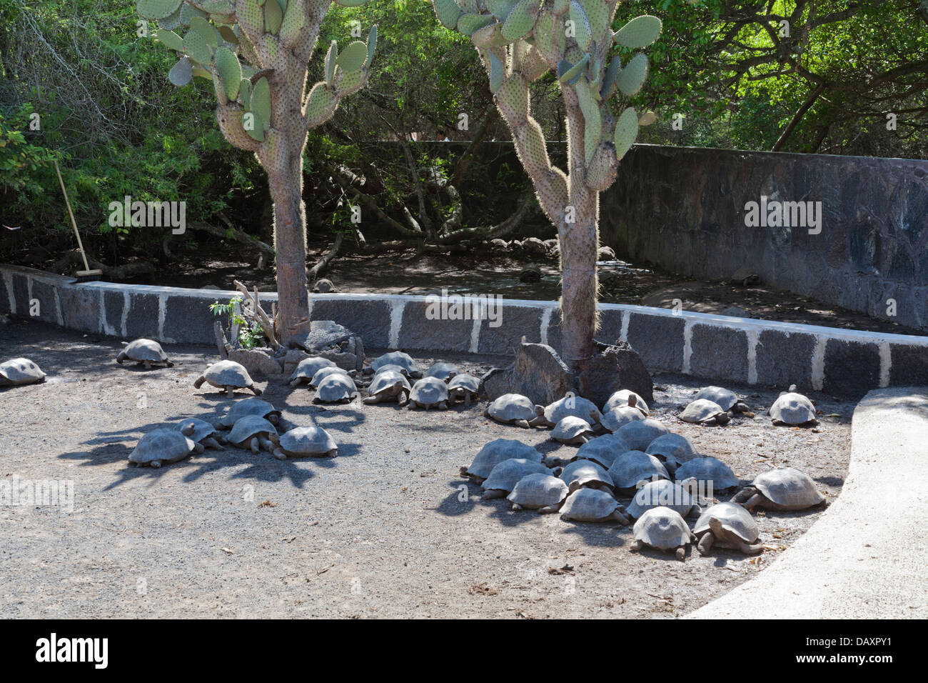 Arnaldo Tupiza Chamaidan, Giant Tortoise Breeding Center, Isabela ...