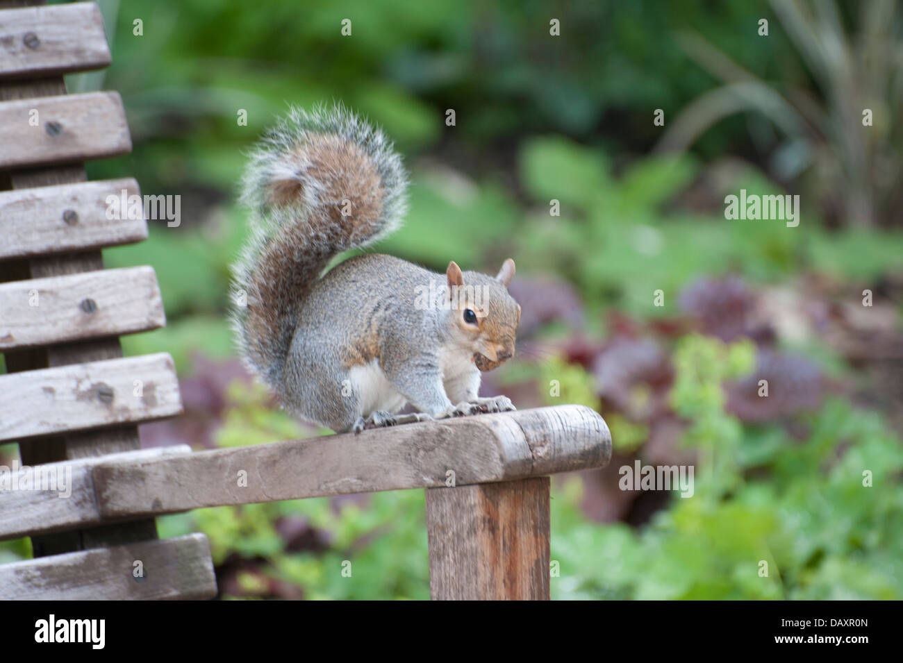 squirrel eating nut on park bench close up squirrel running squirrel on ...