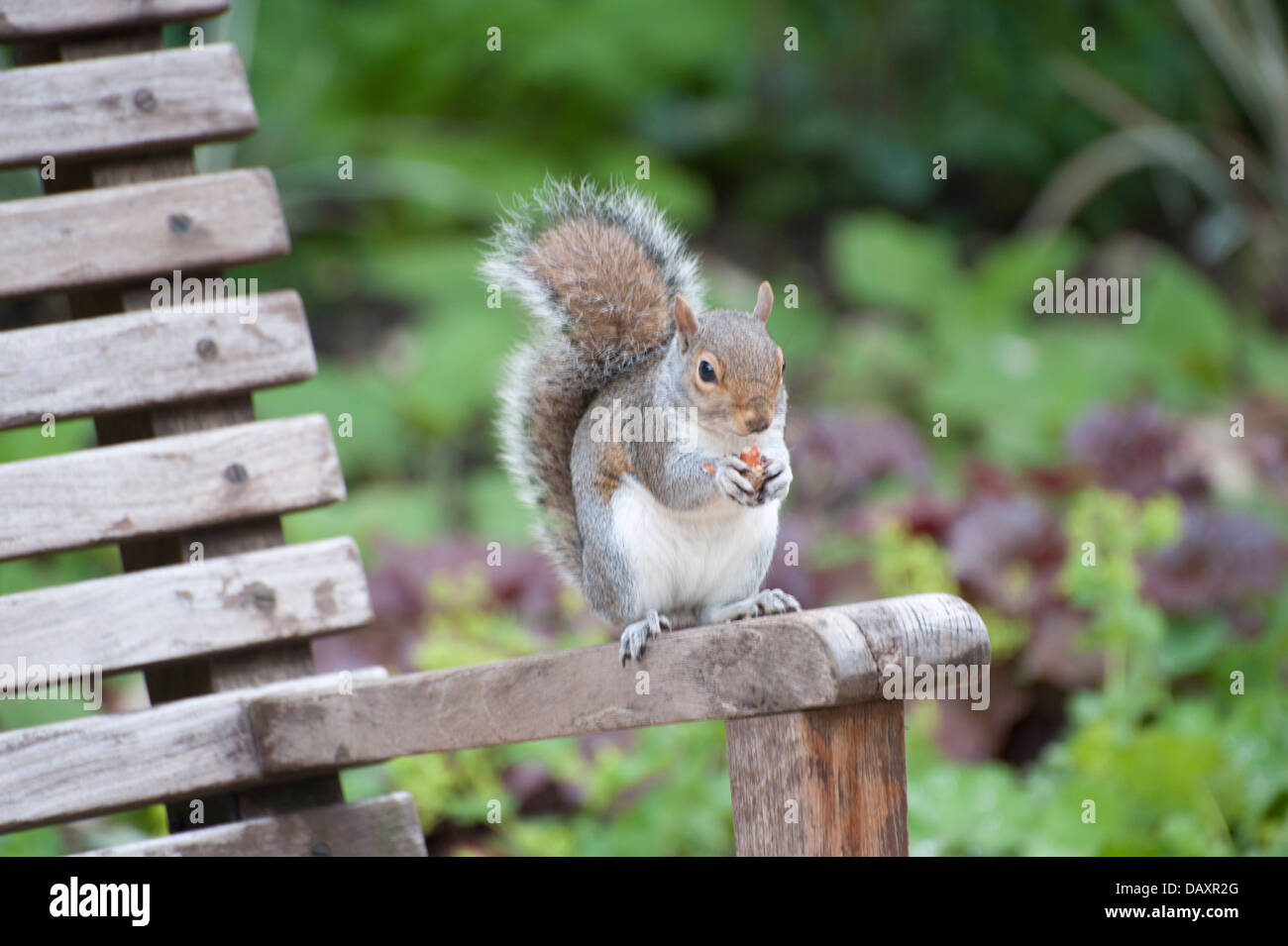 squirrel eating nut on park bench close up squirrel running squirrel on ...