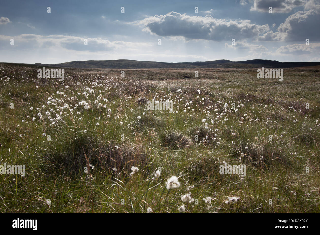 Eriophorum vaginatum cottongrass tussock upland moorland Migneint Stock ...