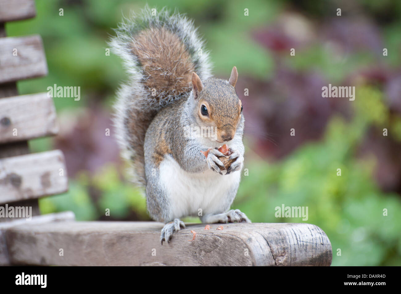 close up of Squirrel eating nut on park bench in gardens london Stock ...