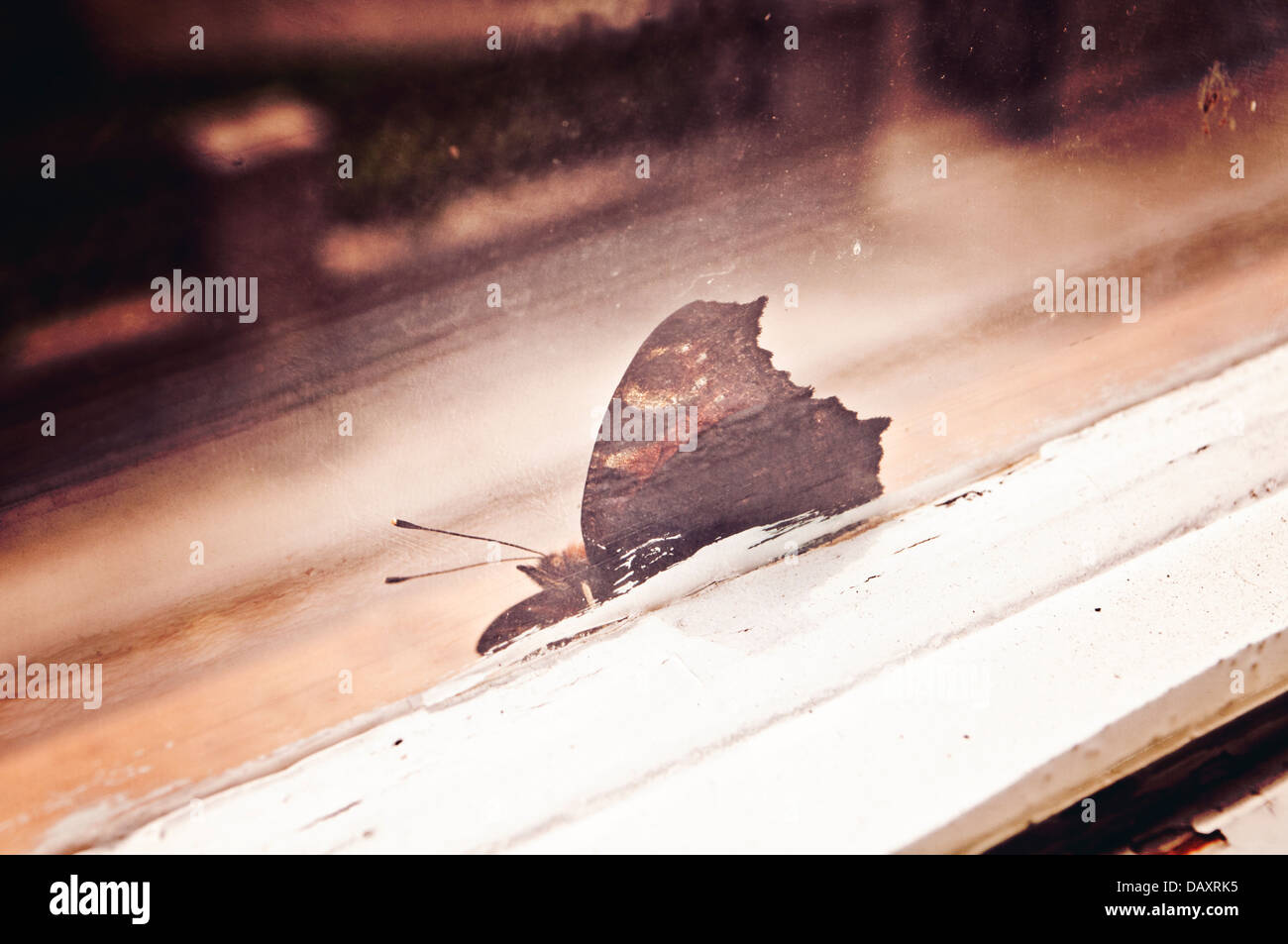 moth on a window Stock Photo - Alamy