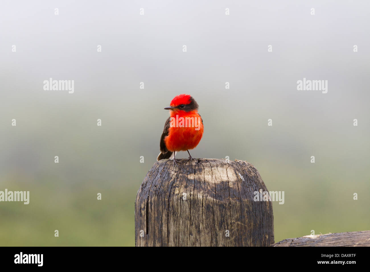 Vermilion Flycatcher, Pyrocephalus rubinus, Isabela Island, Galapagos ...