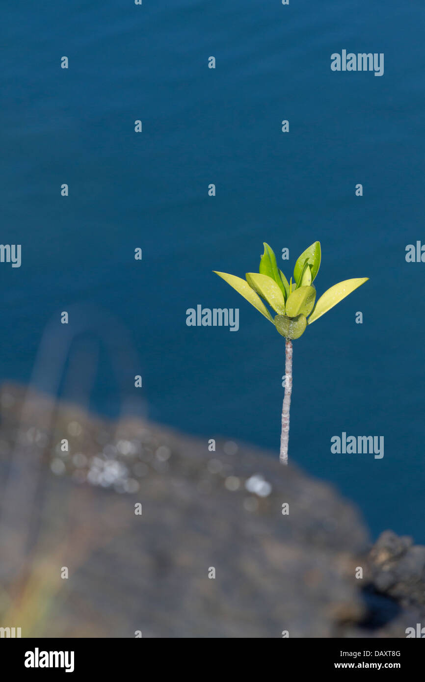 Single Mangrove Plant, Punta Moreno, Isabela Island, Galapagos Islands ...