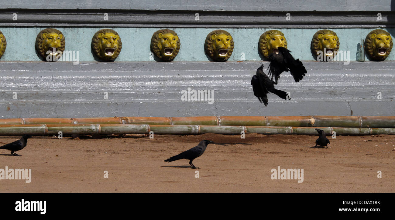 Sri lanka crows hi-res stock photography and images - Alamy