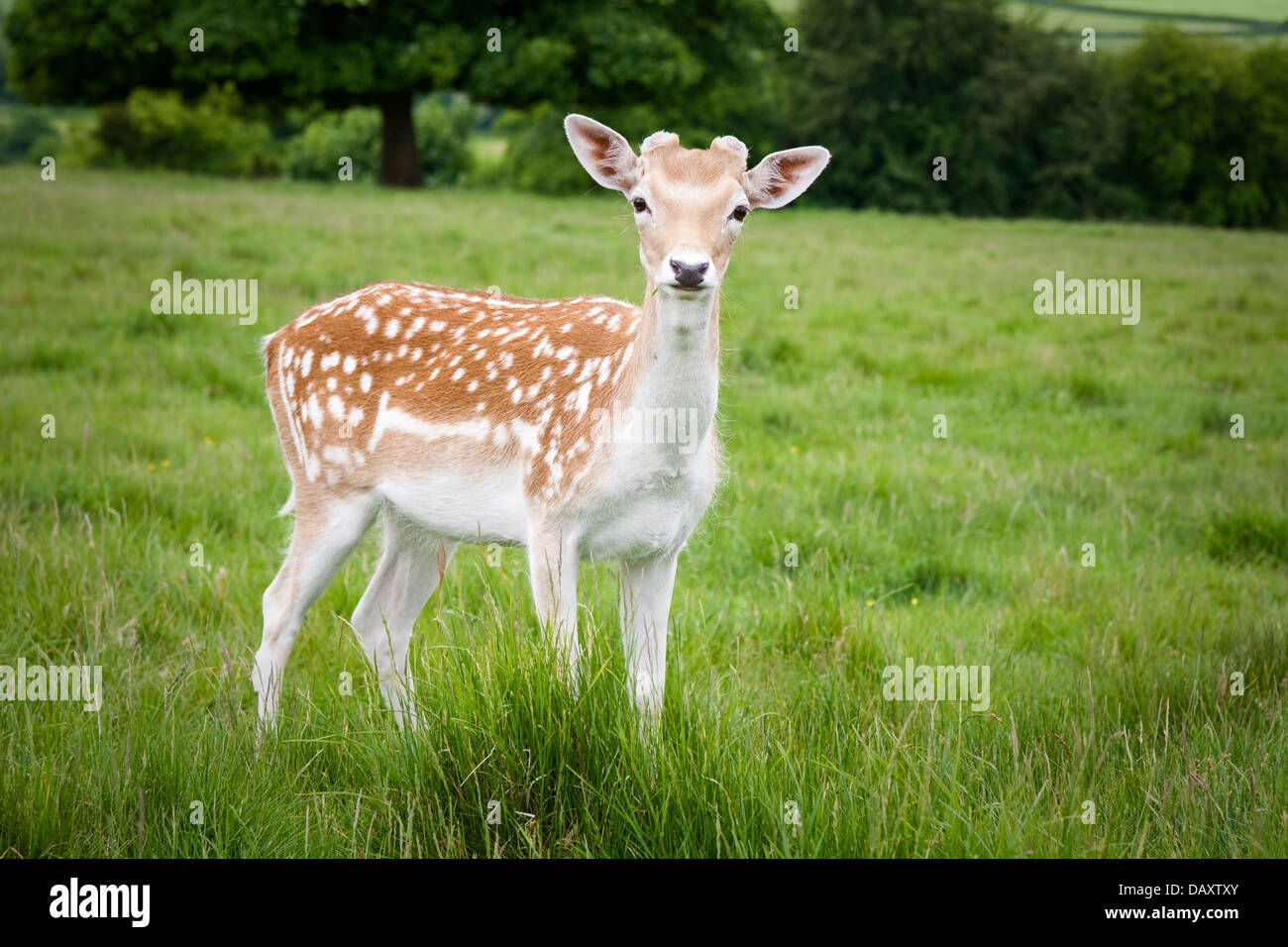 Fallow Deer High Resolution Stock Photography and Images - Alamy