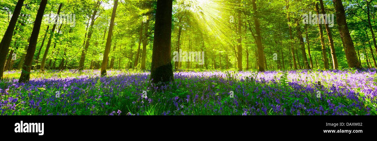 Light streaming through woodland hi-res stock photography and images ...