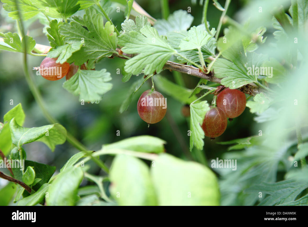 Organic Red Gooseberries Stock Photo - Alamy