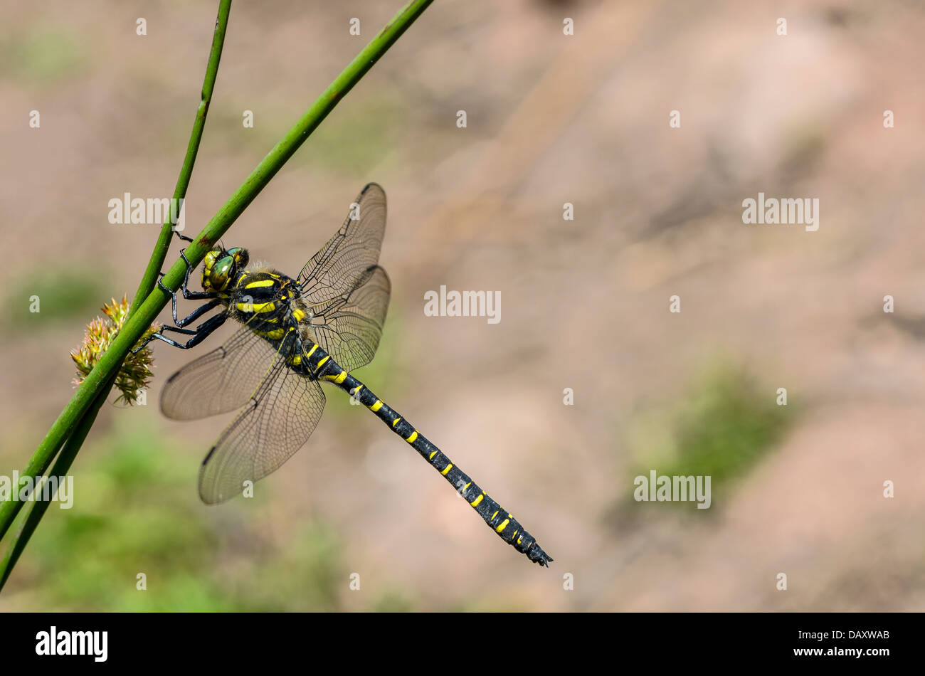Golden ringed dragonfly (male) on soft rush Stock Photo - Alamy
