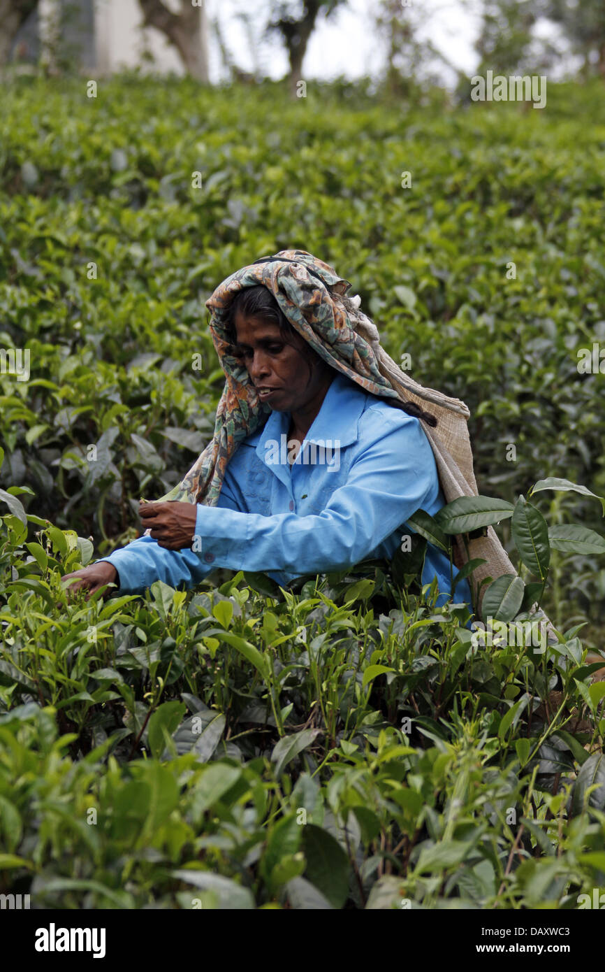 TEA PICKER AT GERAGAMA PLANTATION PILIMATALAWA SRI LANKA 12 March 2013 ...