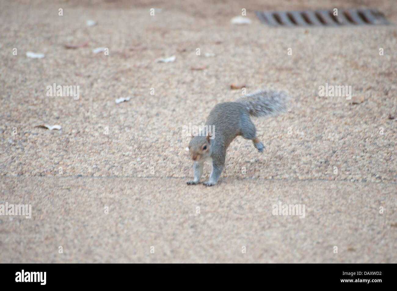 Two grey squirrels running hi-res stock photography and images - Alamy