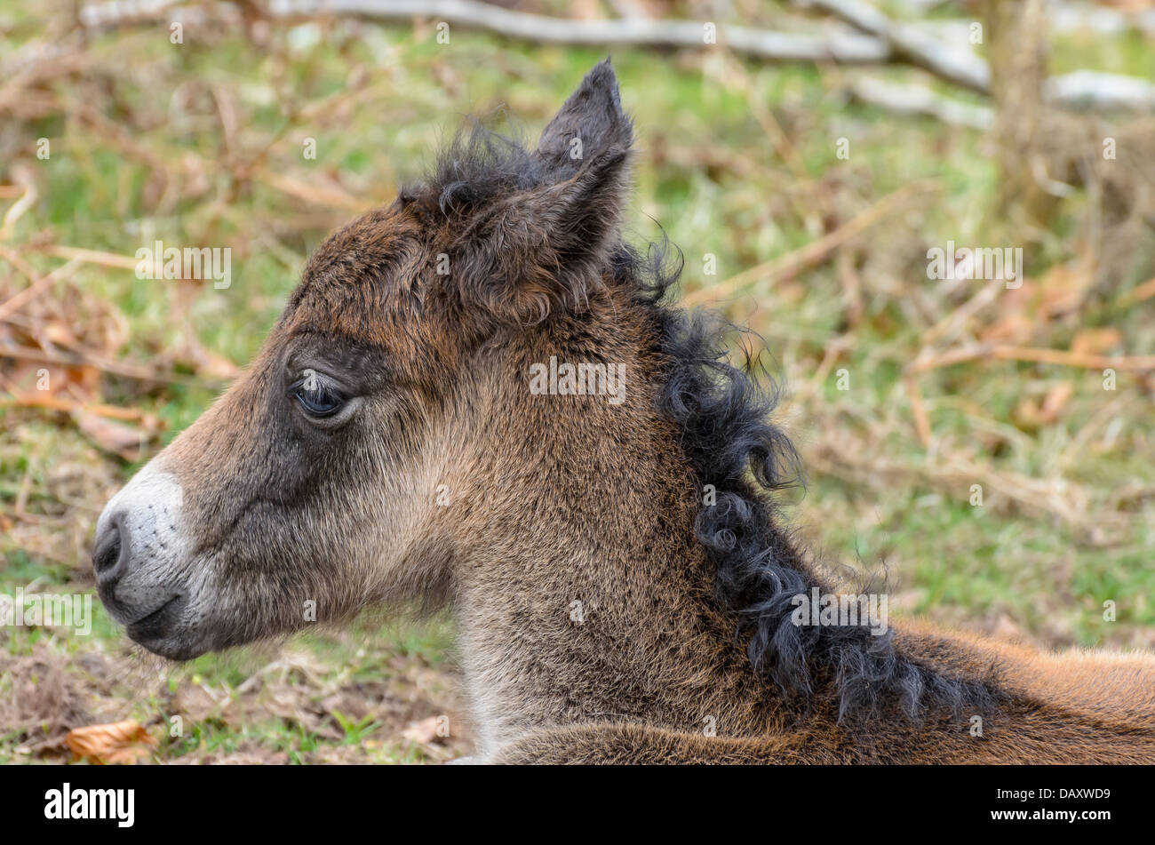 Filly hi-res stock photography and images - Alamy