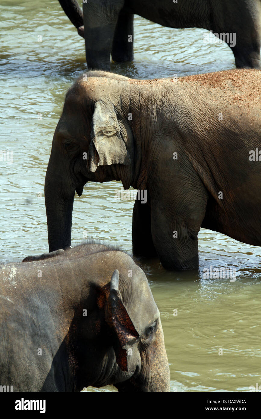 Maha oya hi-res stock photography and images - Alamy