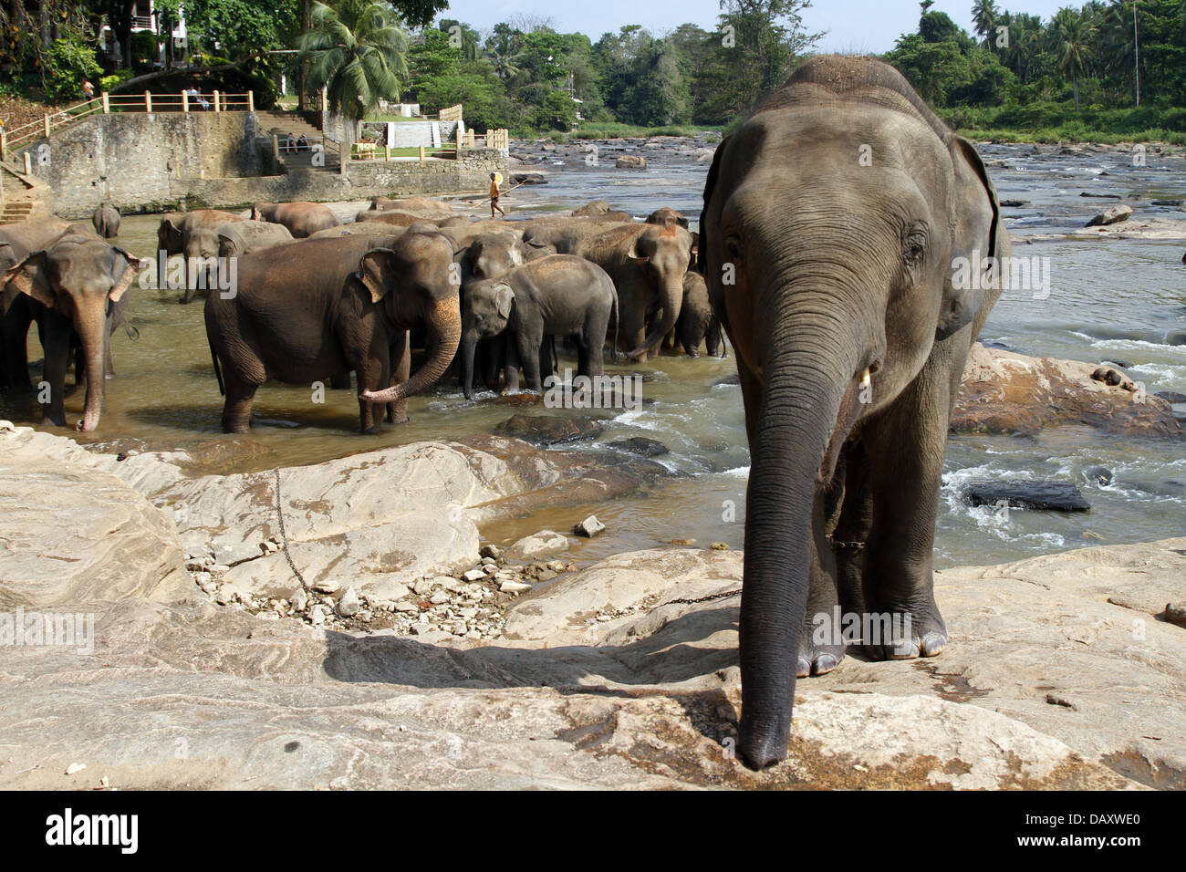 Elephants maha oya river hi-res stock photography and images - Alamy