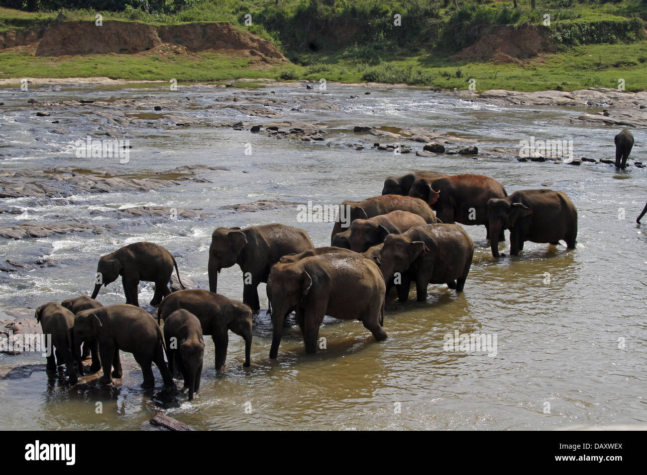 Elephants maha oya river hi-res stock photography and images - Alamy