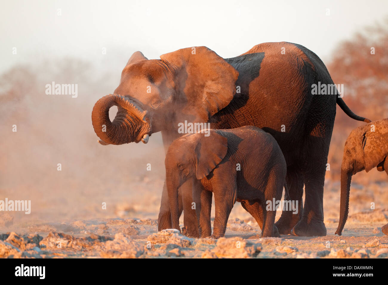 Dust elephant hi-res stock photography and images - Alamy