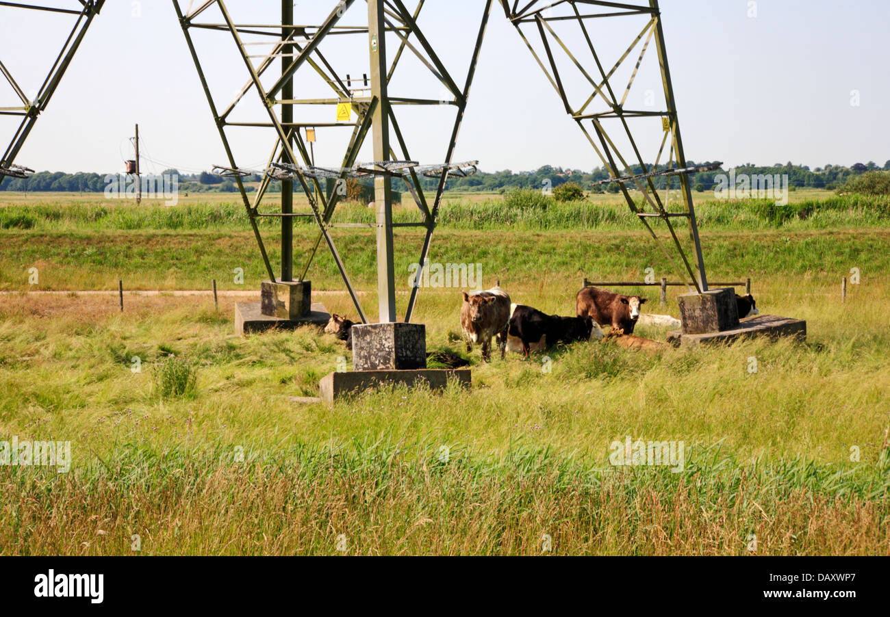 Cattle grazing pylon hi-res stock photography and images - Alamy