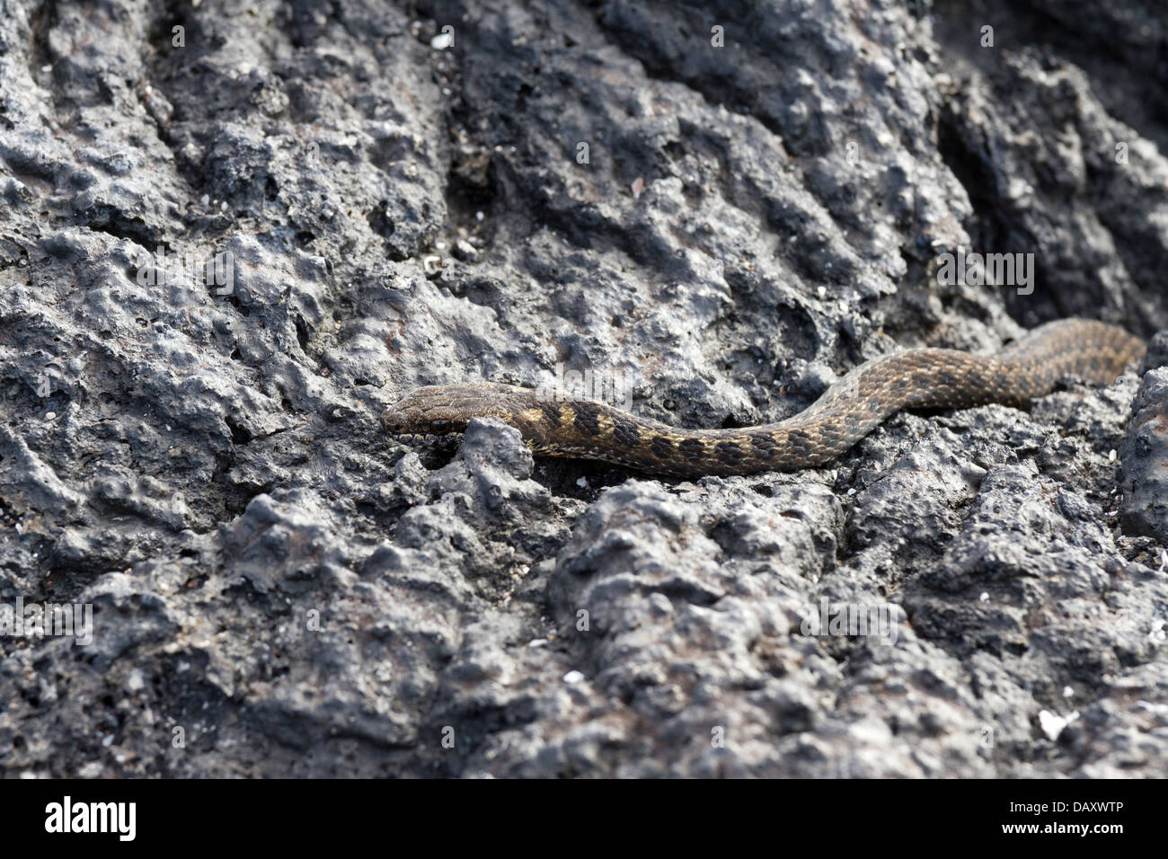 Galapagos Snake, Alsophis dorsalis, on a lava rock, Punta Espinoza ...