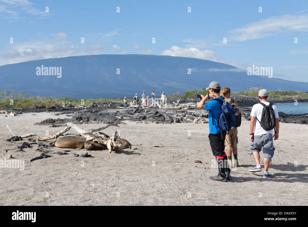 Galapagos sea lion, Zalophus wollebaeki, view towards Darwin Volcano ...