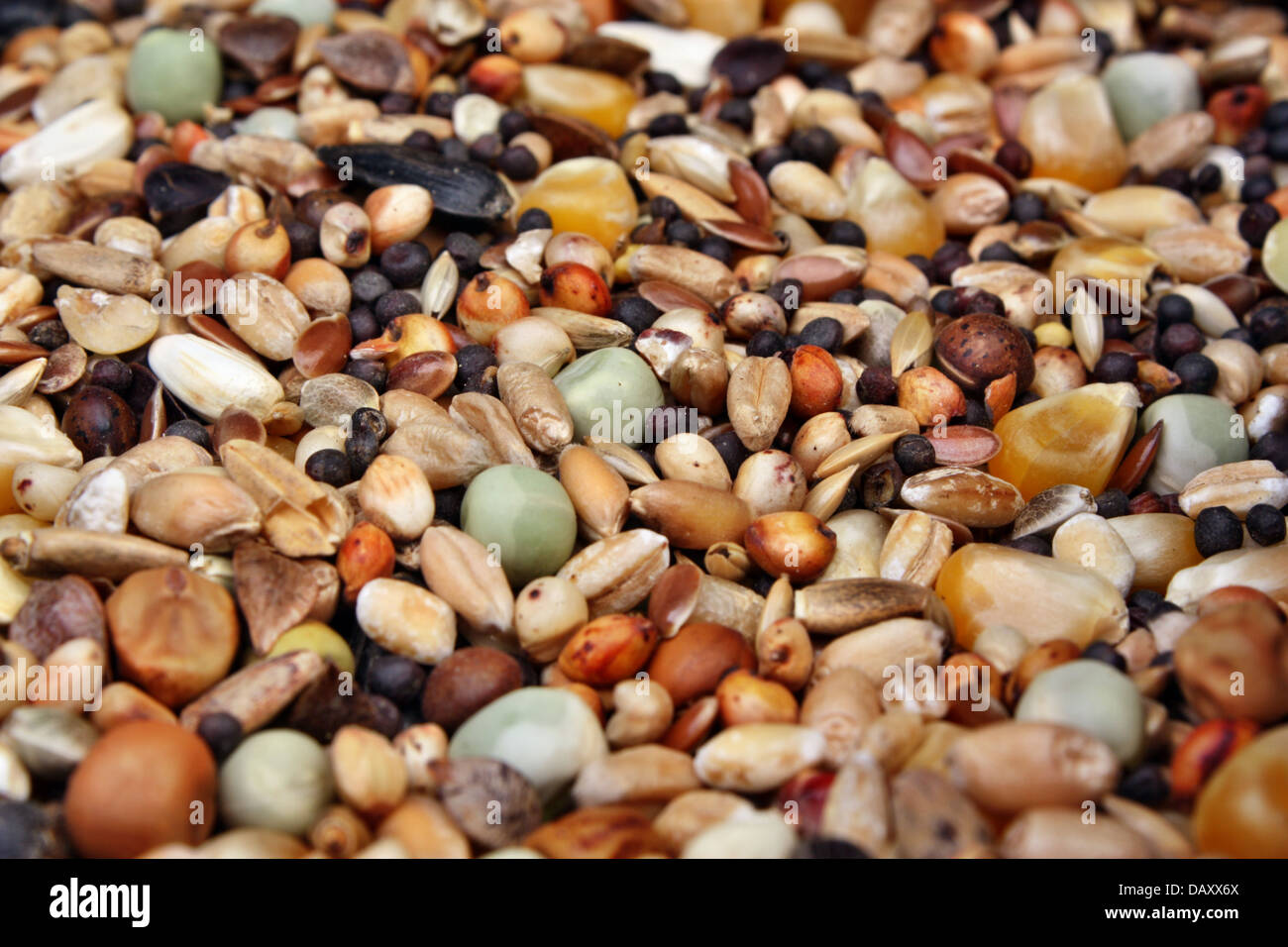 Food for pigeons Stock Photo - Alamy
