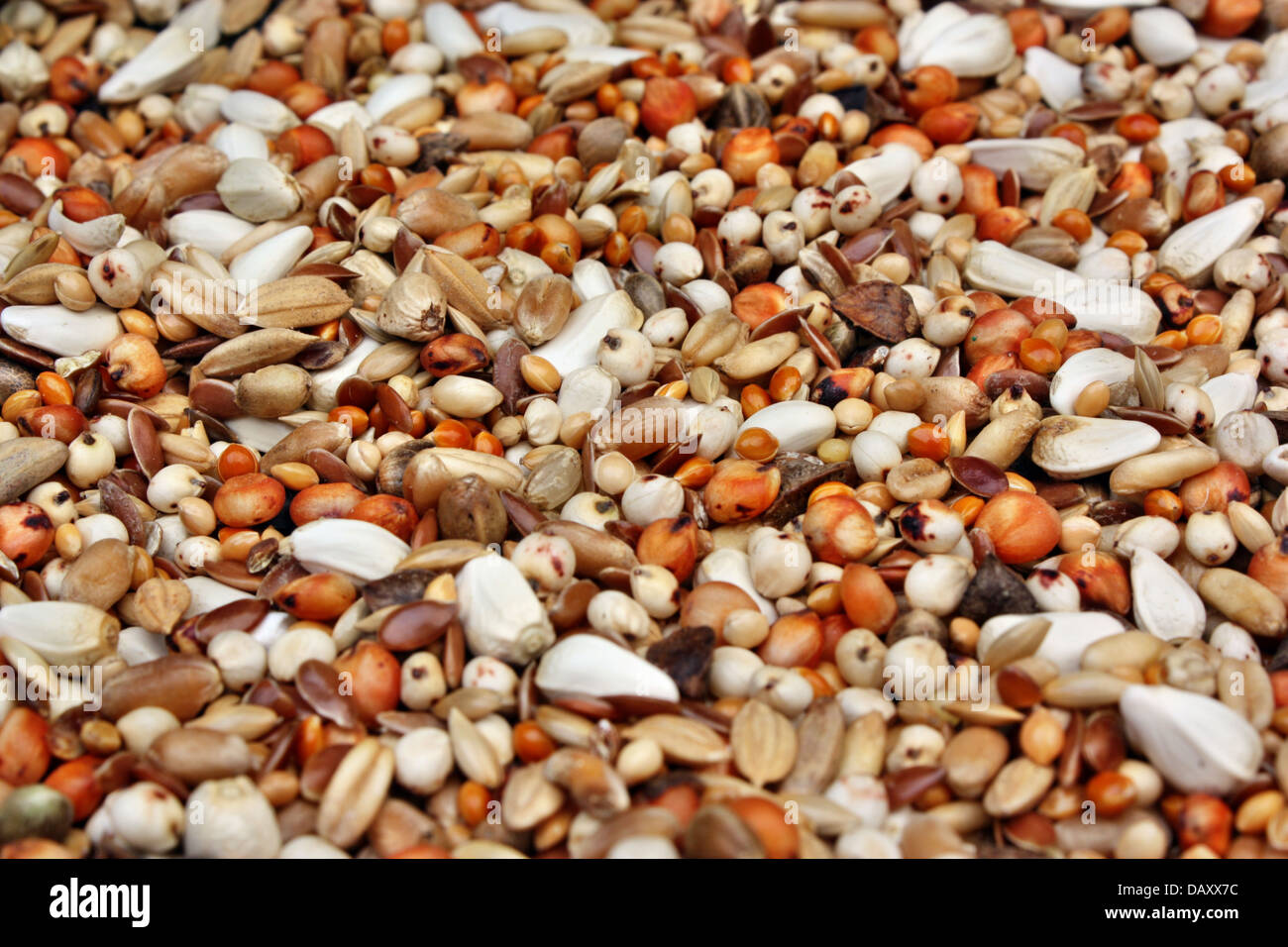Feed the birds Stock Photo - Alamy