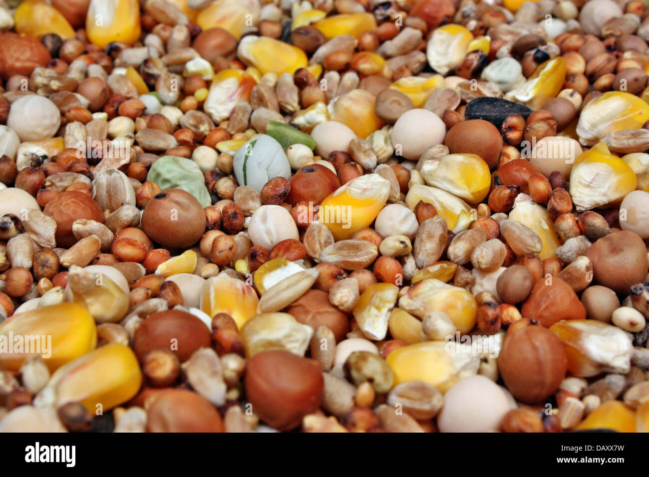 Food for birds Stock Photo - Alamy