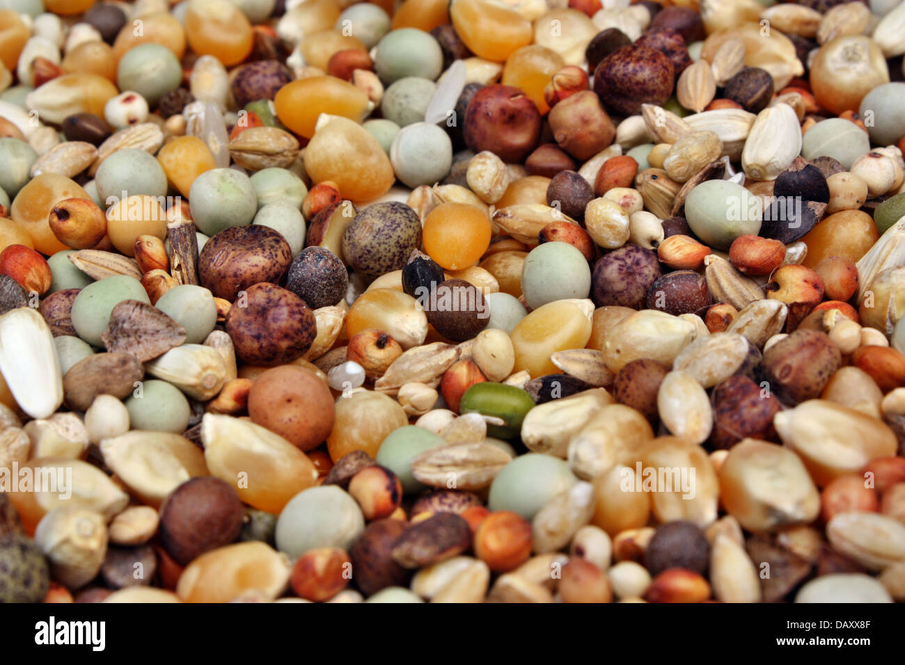 Food for pigeons Stock Photo - Alamy